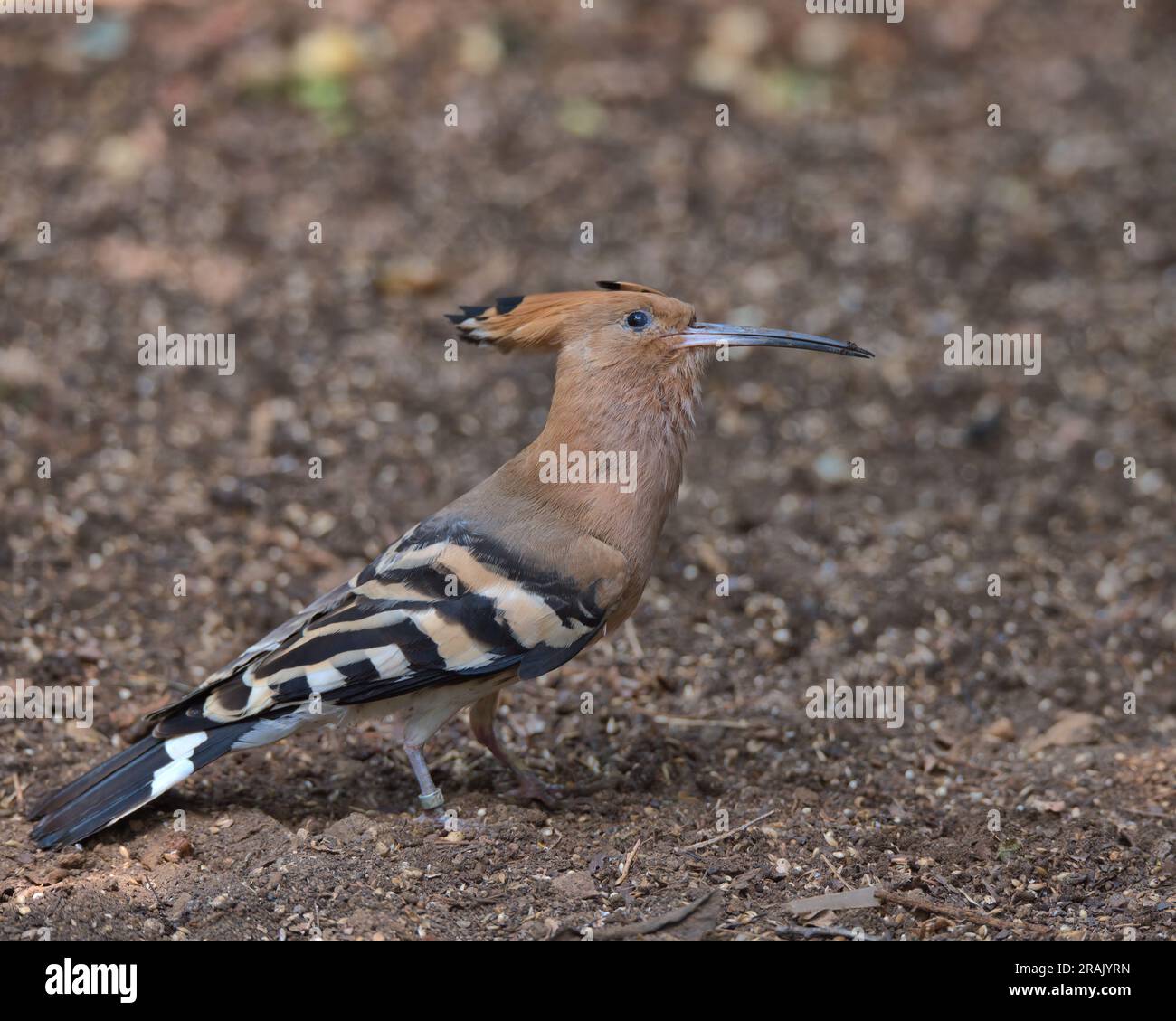 Eurasian hoopoe on the ground looking for food Stock Photo - Alamy