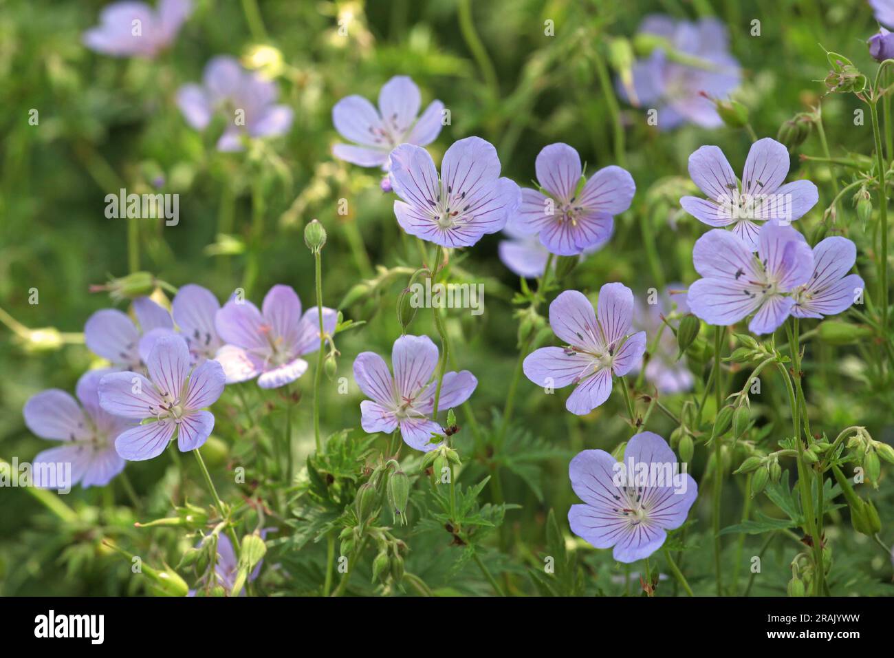 Hardy geranium blue cloud hi-res stock photography and images - Alamy