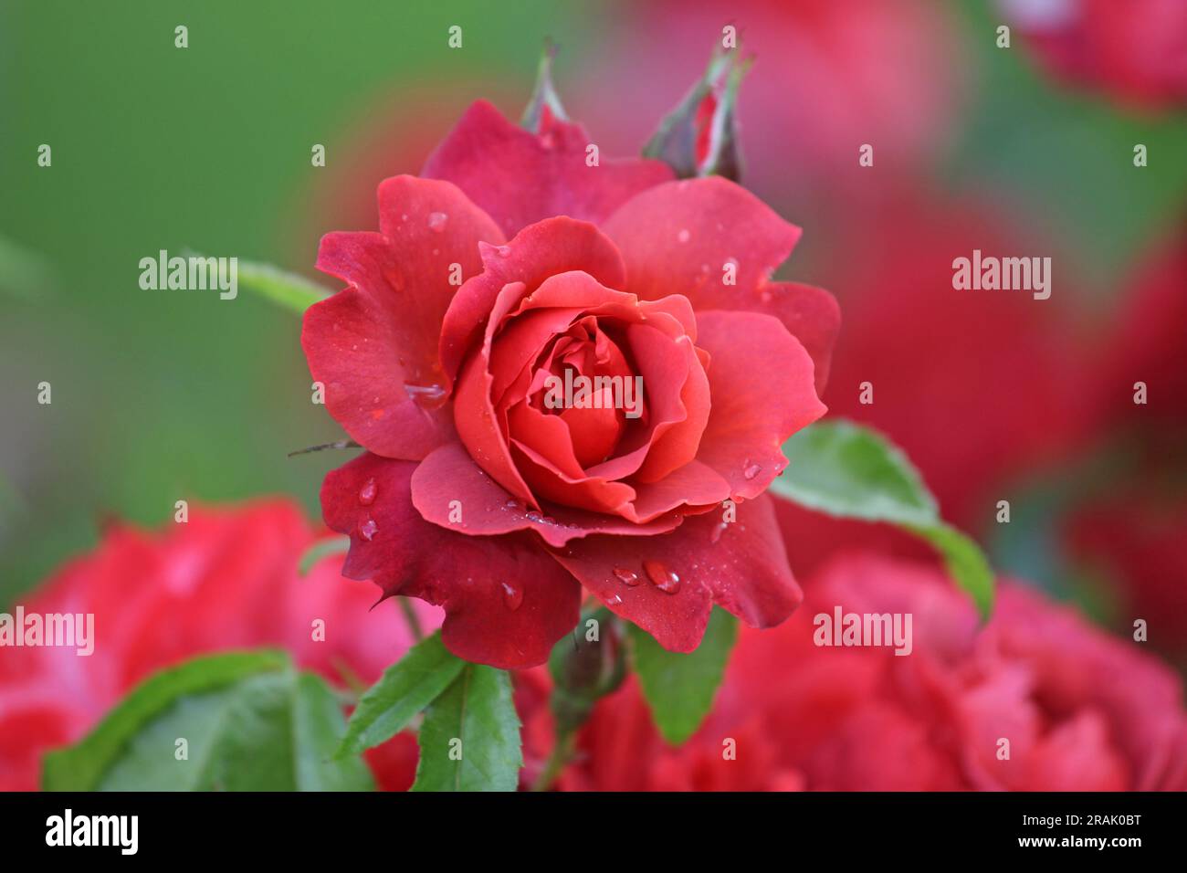 Floribunda rose hot chocolate hi-res stock photography and images - Alamy