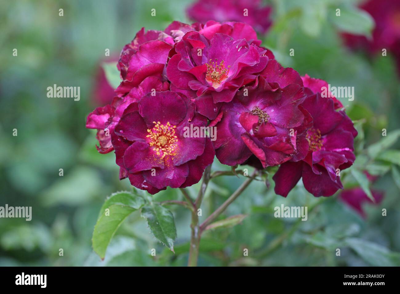 Floribunda rose princess hi-res stock photography and images - Alamy