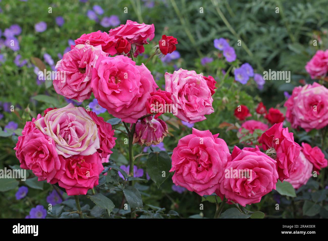 Rose timeless pink hi-res stock photography and images - Alamy