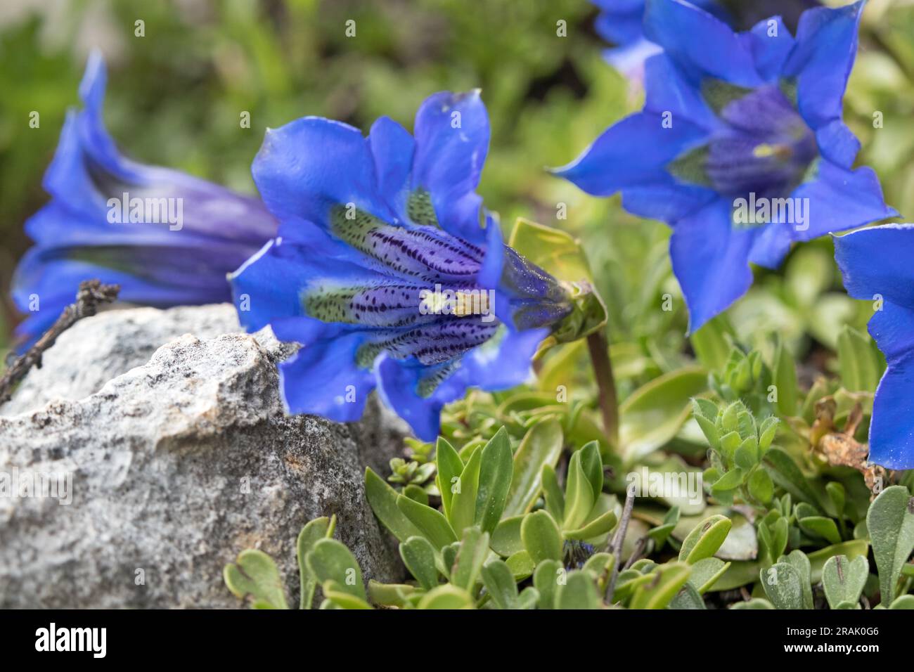 Trumpet Gentian (Gentiana acaulis) also known as the Stemless Gentian ...