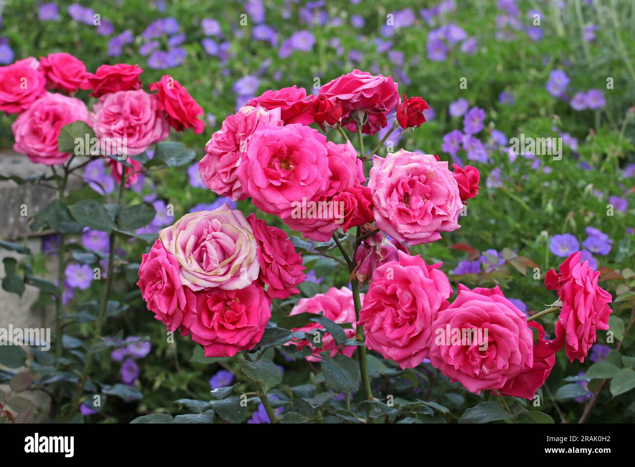 Rose timeless pink hi-res stock photography and images - Alamy