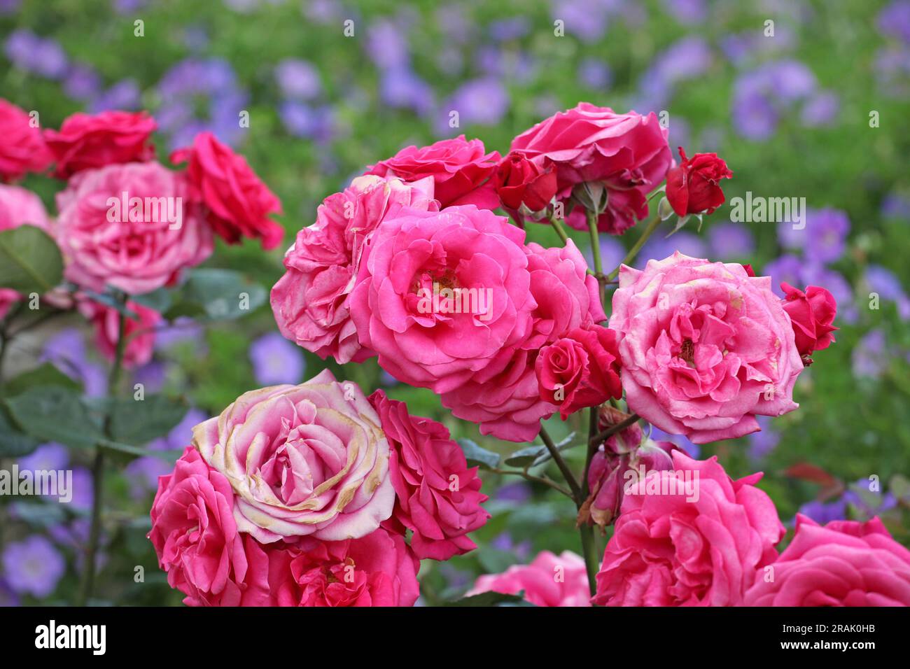 Rose timeless pink hi-res stock photography and images - Alamy