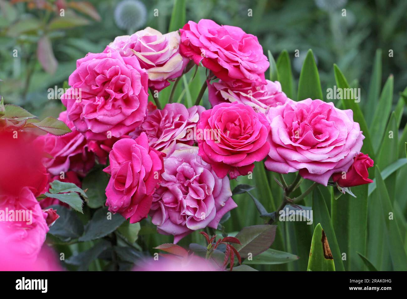 Rose timeless pink hi-res stock photography and images - Alamy
