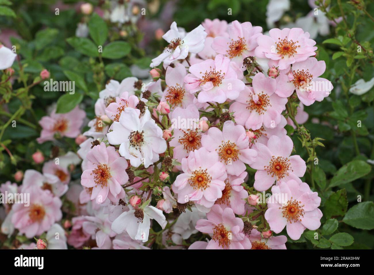 Rosa 'The Charlatan' pale pink climbing rose in flower Stock Photo - Alamy