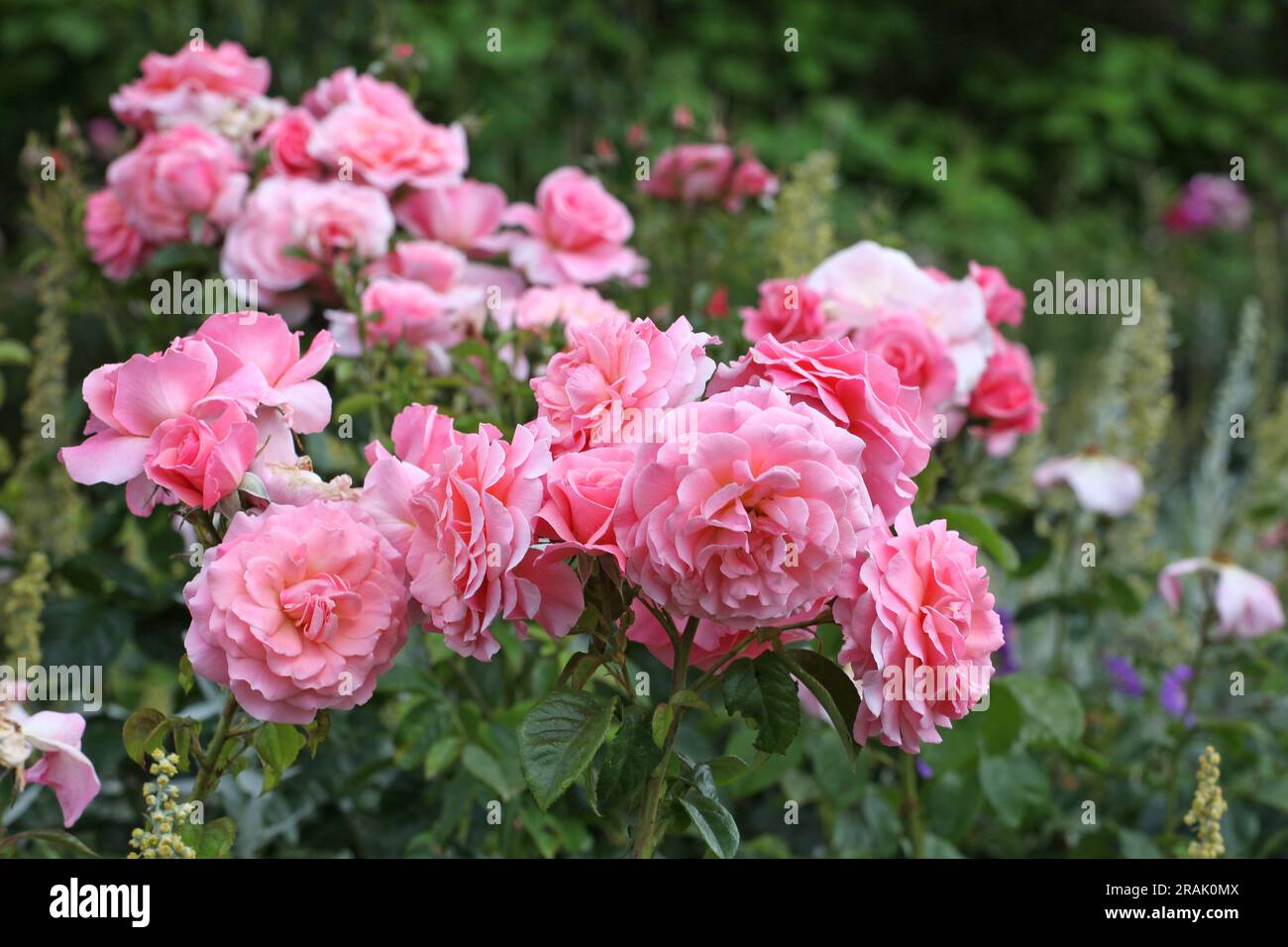 Rosa 'Tickled Pink' in flower Stock Photo - Alamy