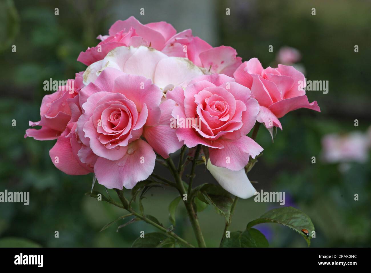 Floribunda rose tickled pink hi-res stock photography and images - Alamy