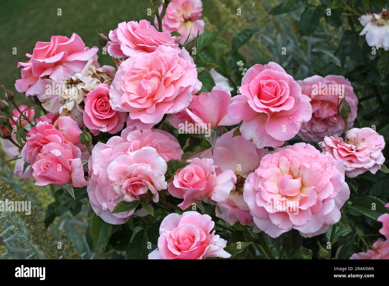 Tickled pink floribunda hi-res stock photography and images - Alamy