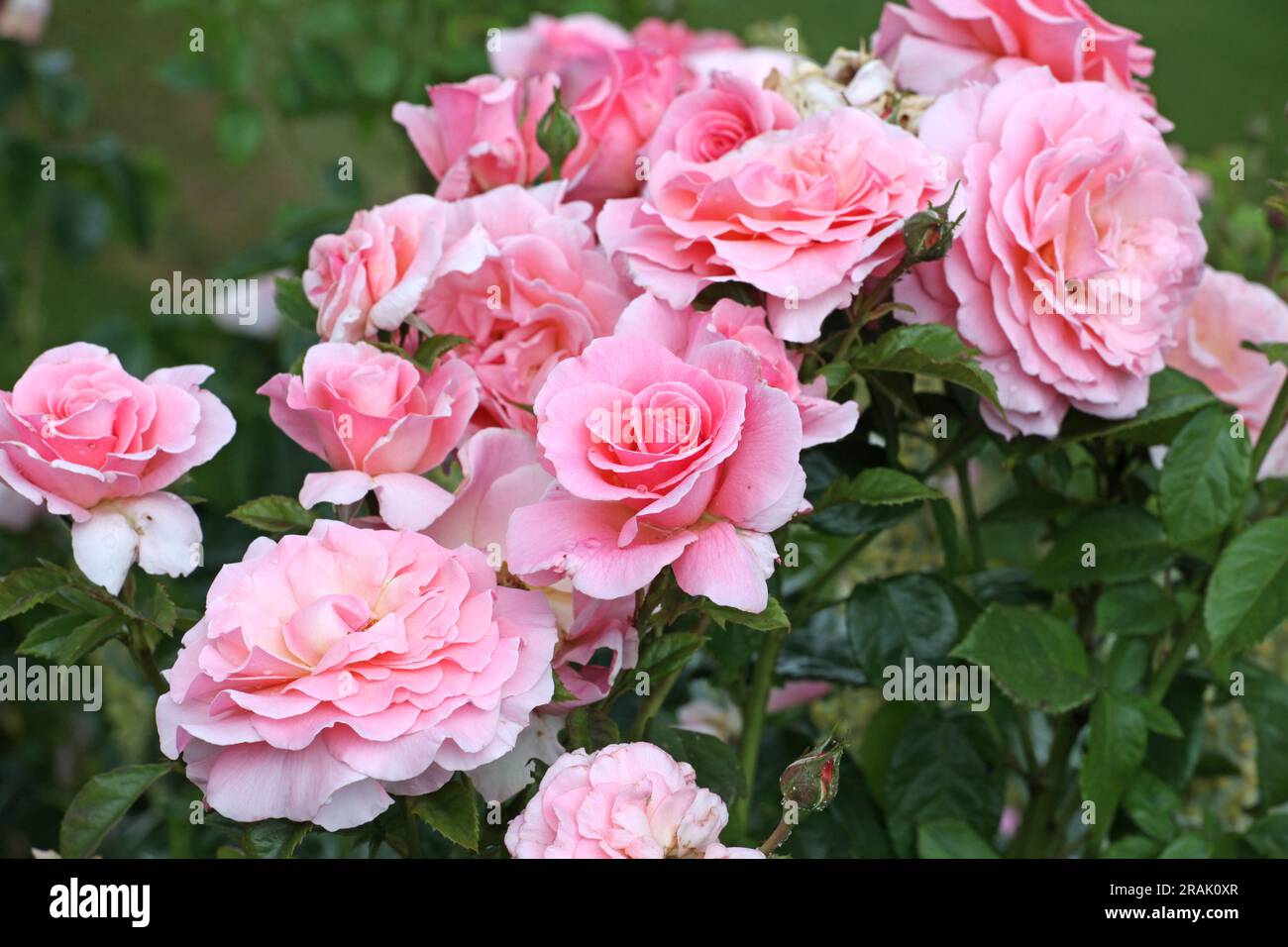Tickled pink hi-res stock photography and images - Alamy