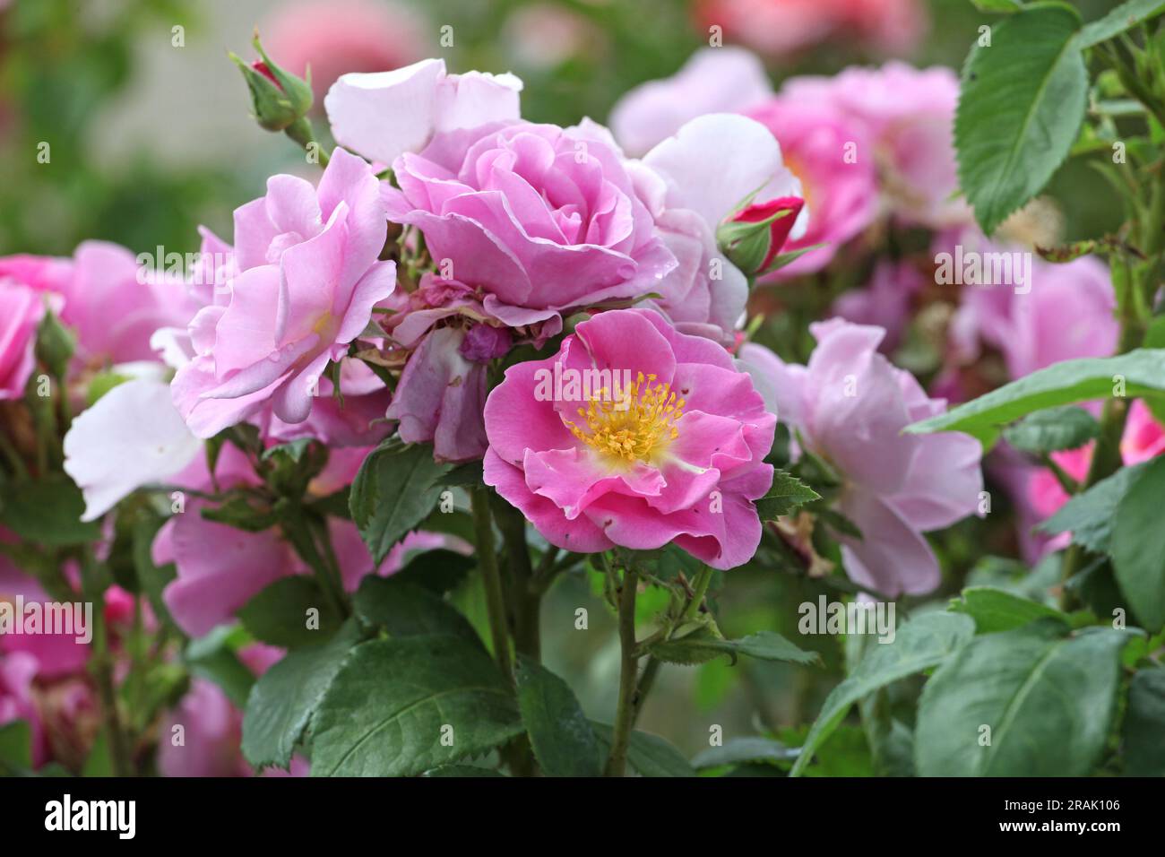 Bush rose 'Lucky' In flower Stock Photo - Alamy