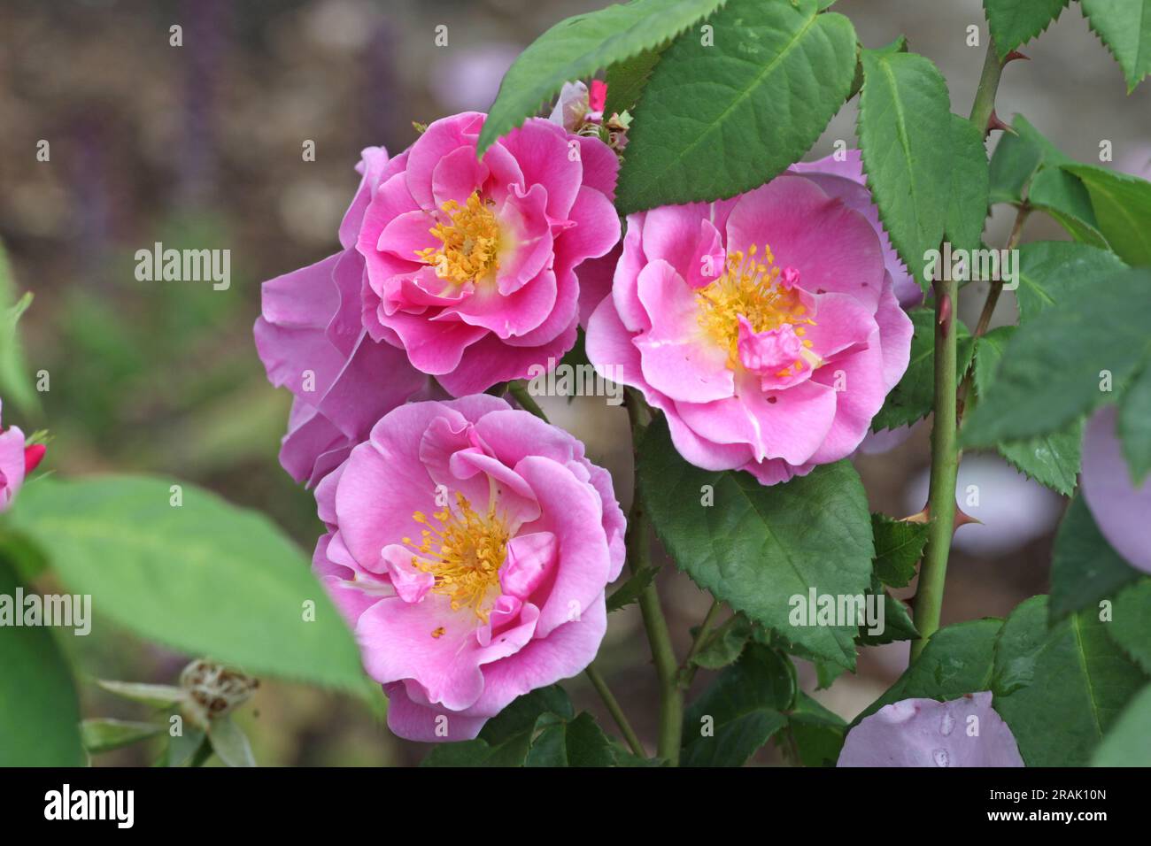 Rosa lucky hi-res stock photography and images - Alamy