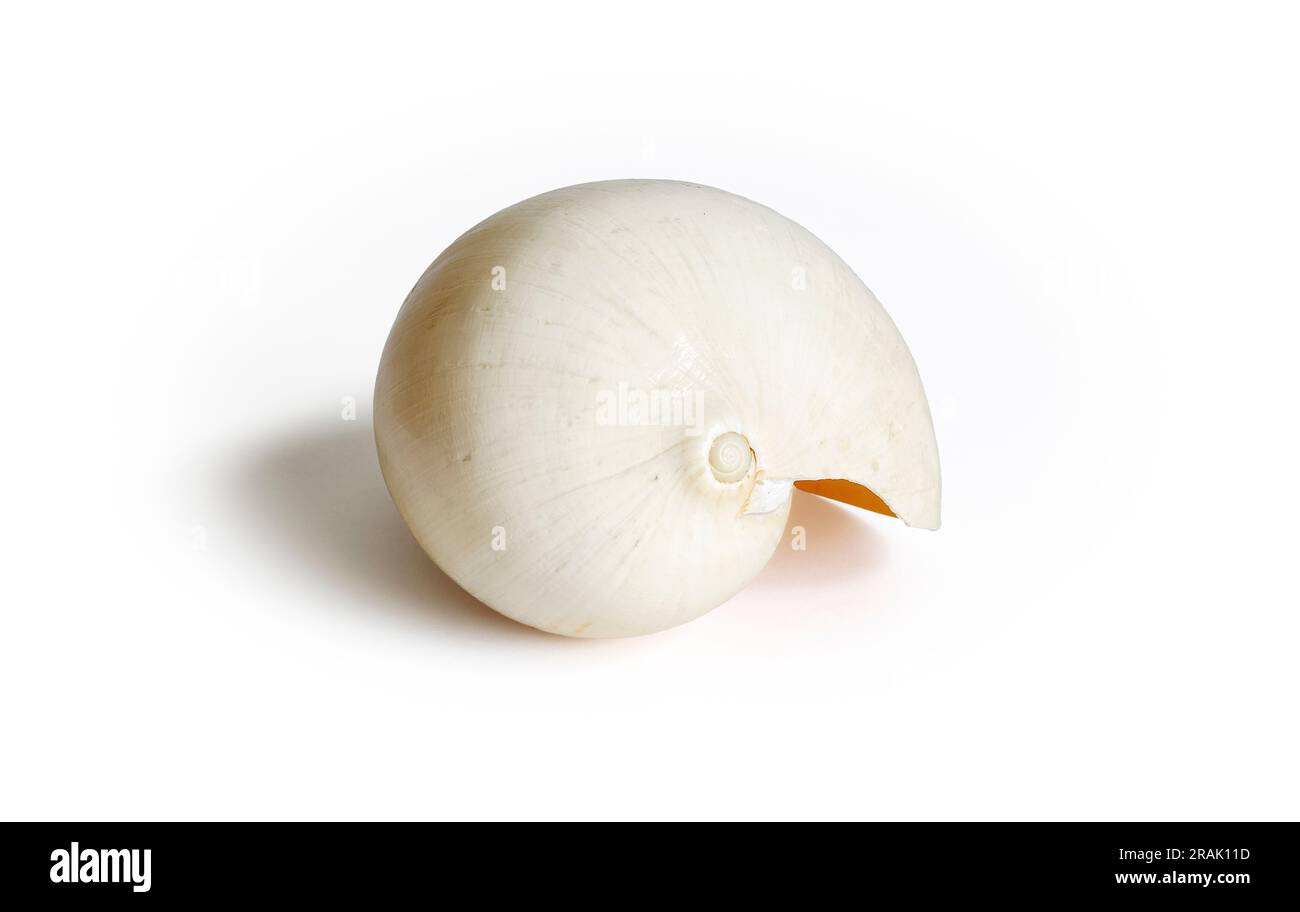 A sea shell isolated against a white background Stock Photo - Alamy