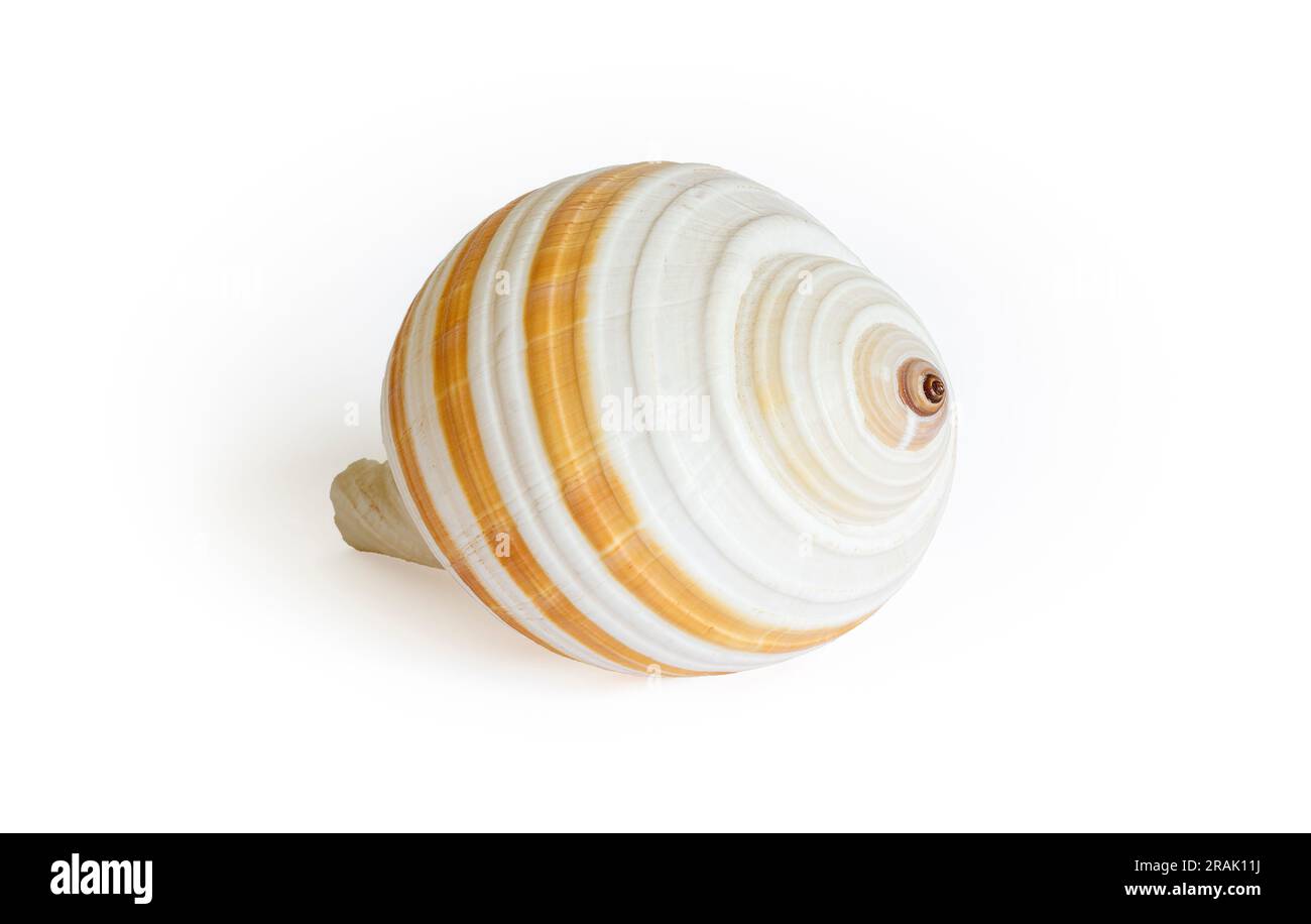 A sea shell isolated against a white background Stock Photo - Alamy