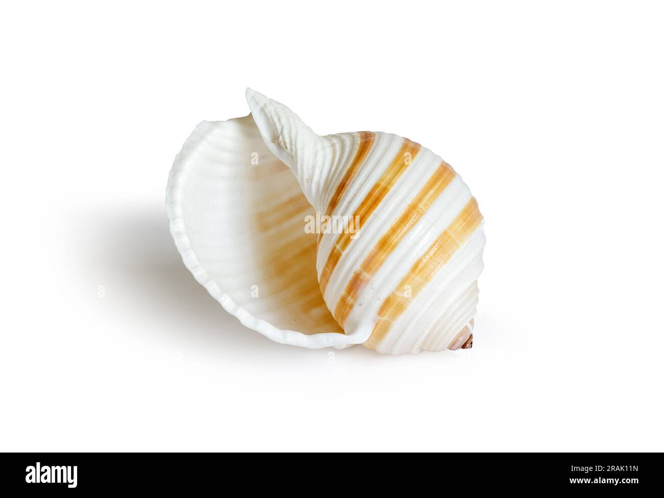 A sea shell isolated against a white background Stock Photo - Alamy