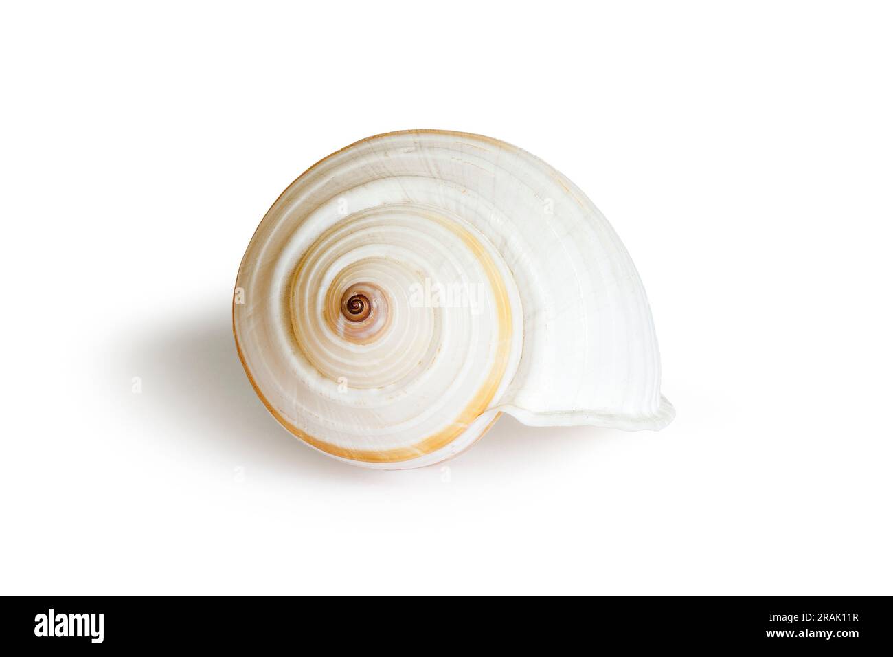 Decorative sea shell Cut Out Stock Images & Pictures - Alamy