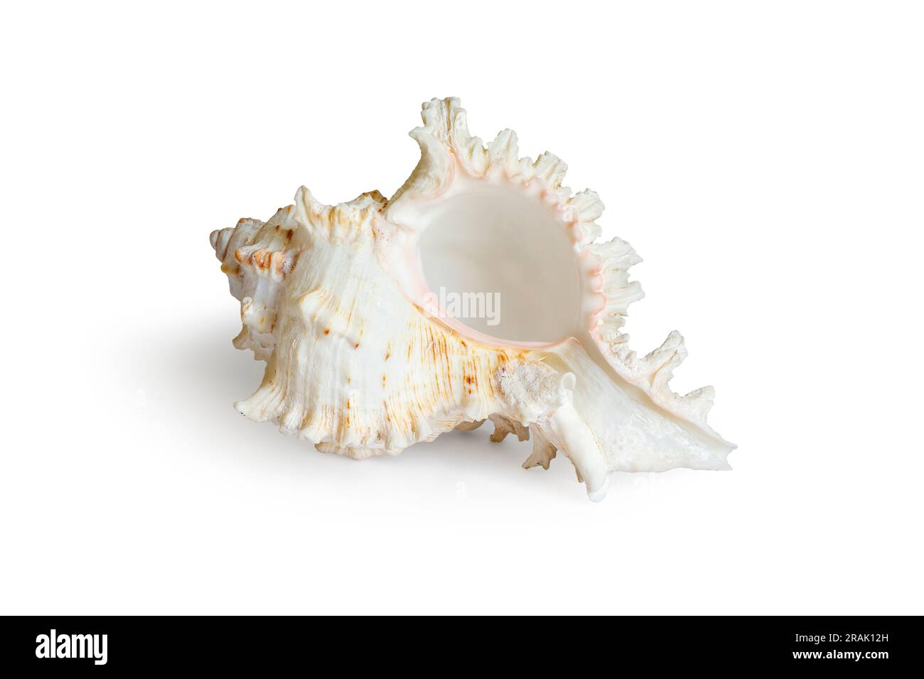 A sea shell isolated against a white background Stock Photo - Alamy