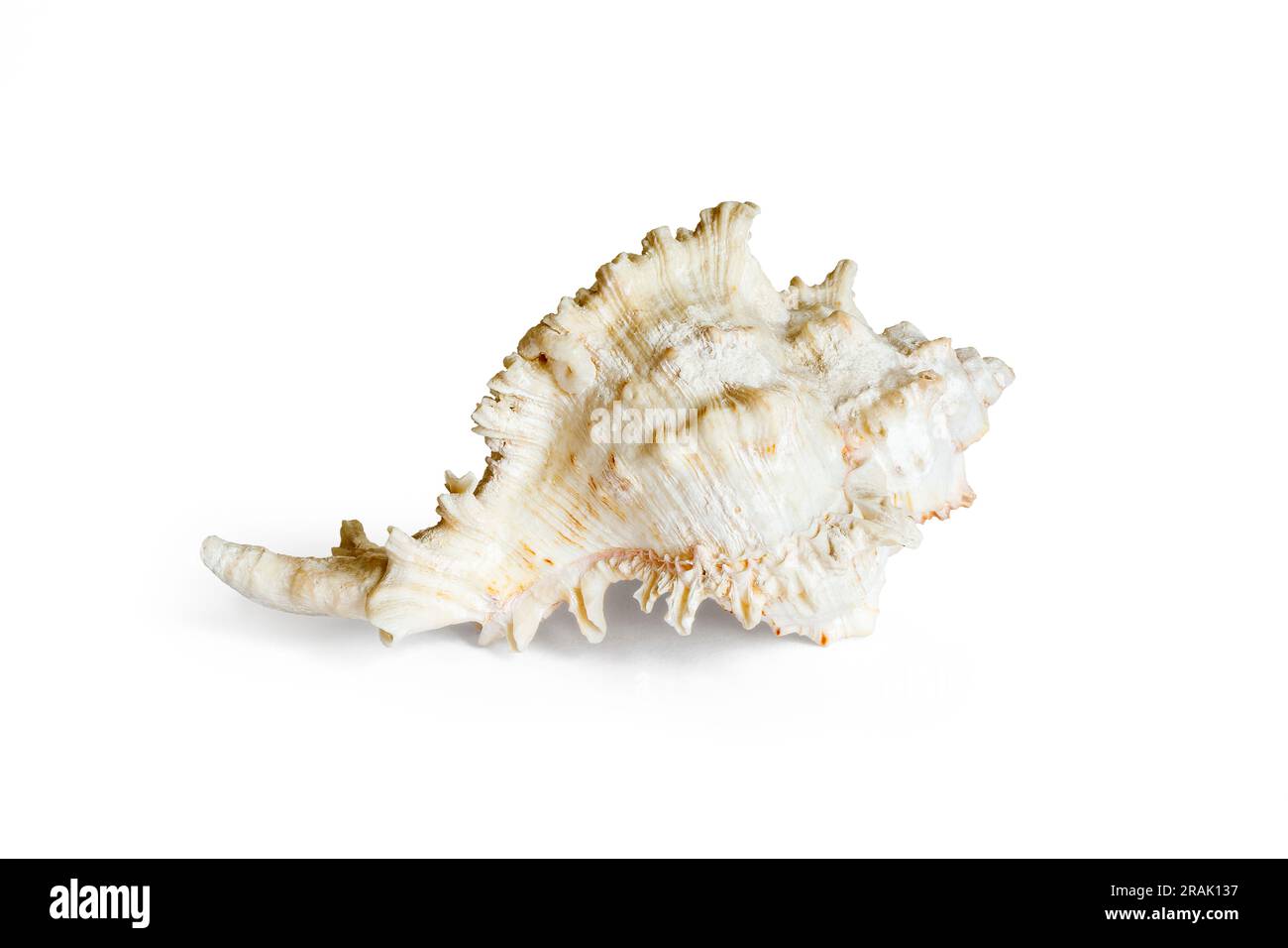 A sea shell isolated against a white background Stock Photo - Alamy