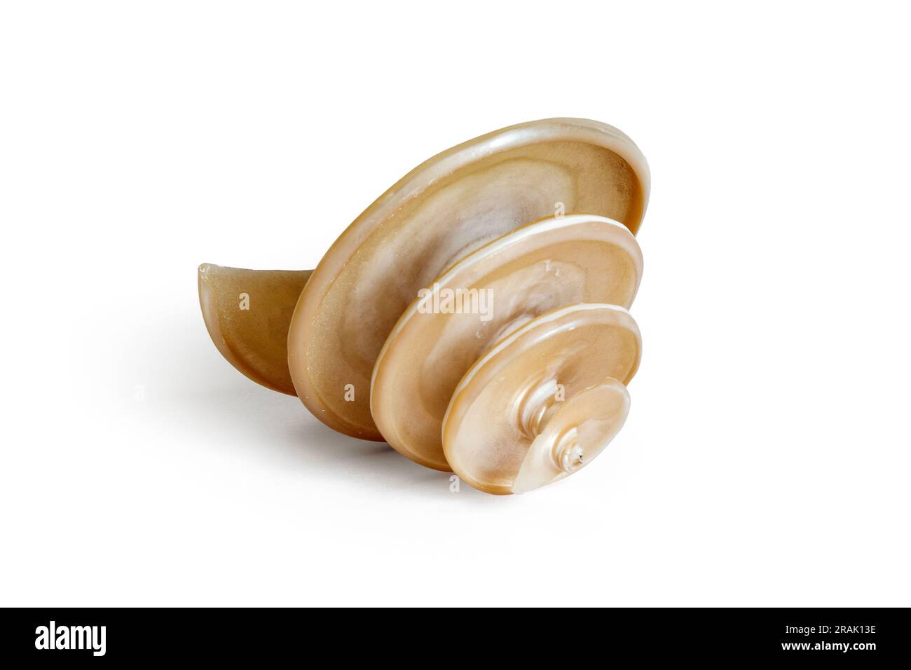 A brown spiral sea shell isolated against a white background Stock ...