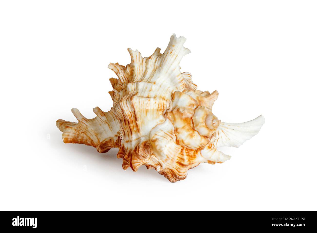 British white sea shells Cut Out Stock Images & Pictures - Alamy