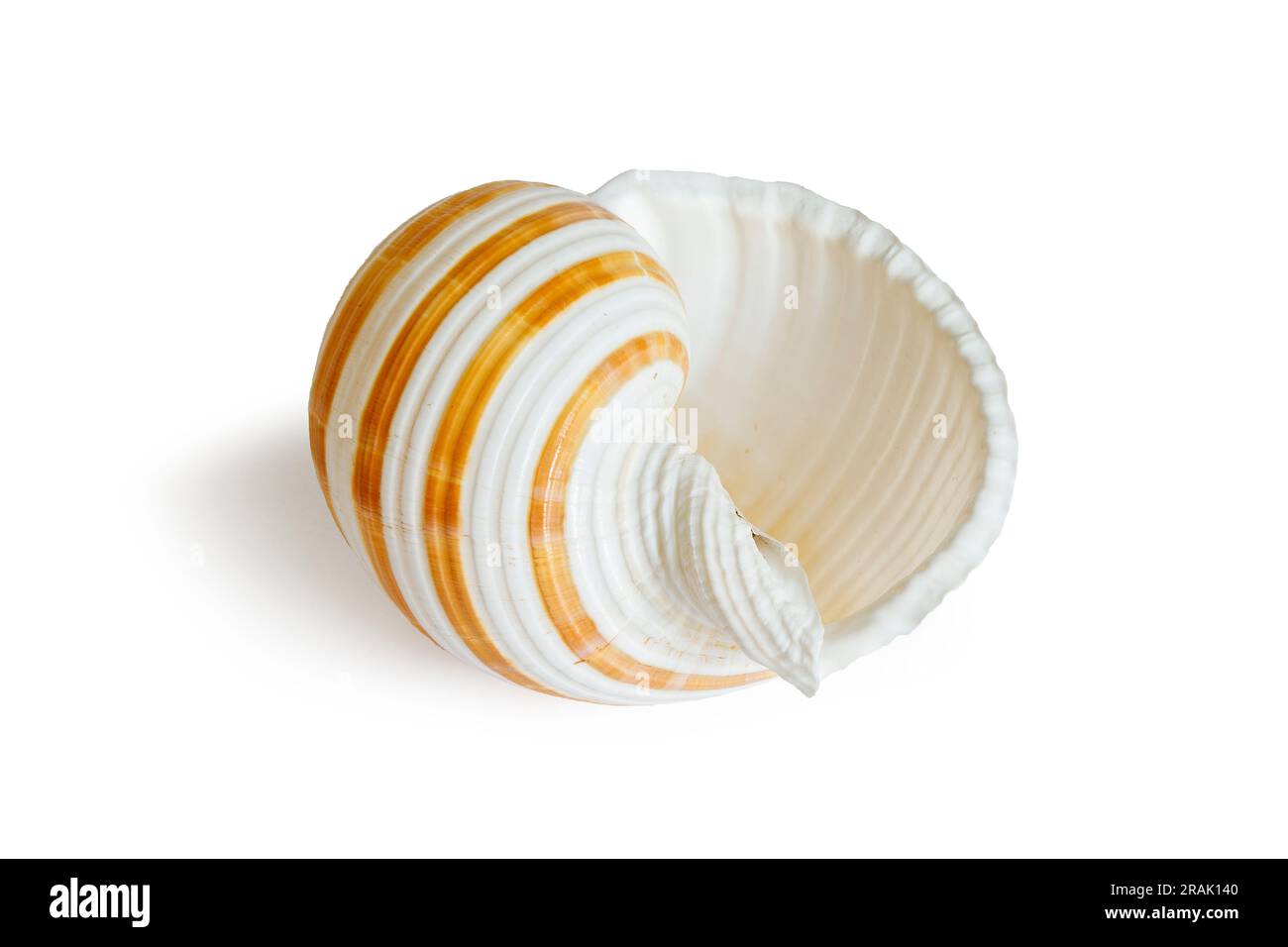 A sea shell isolated against a white background Stock Photo - Alamy