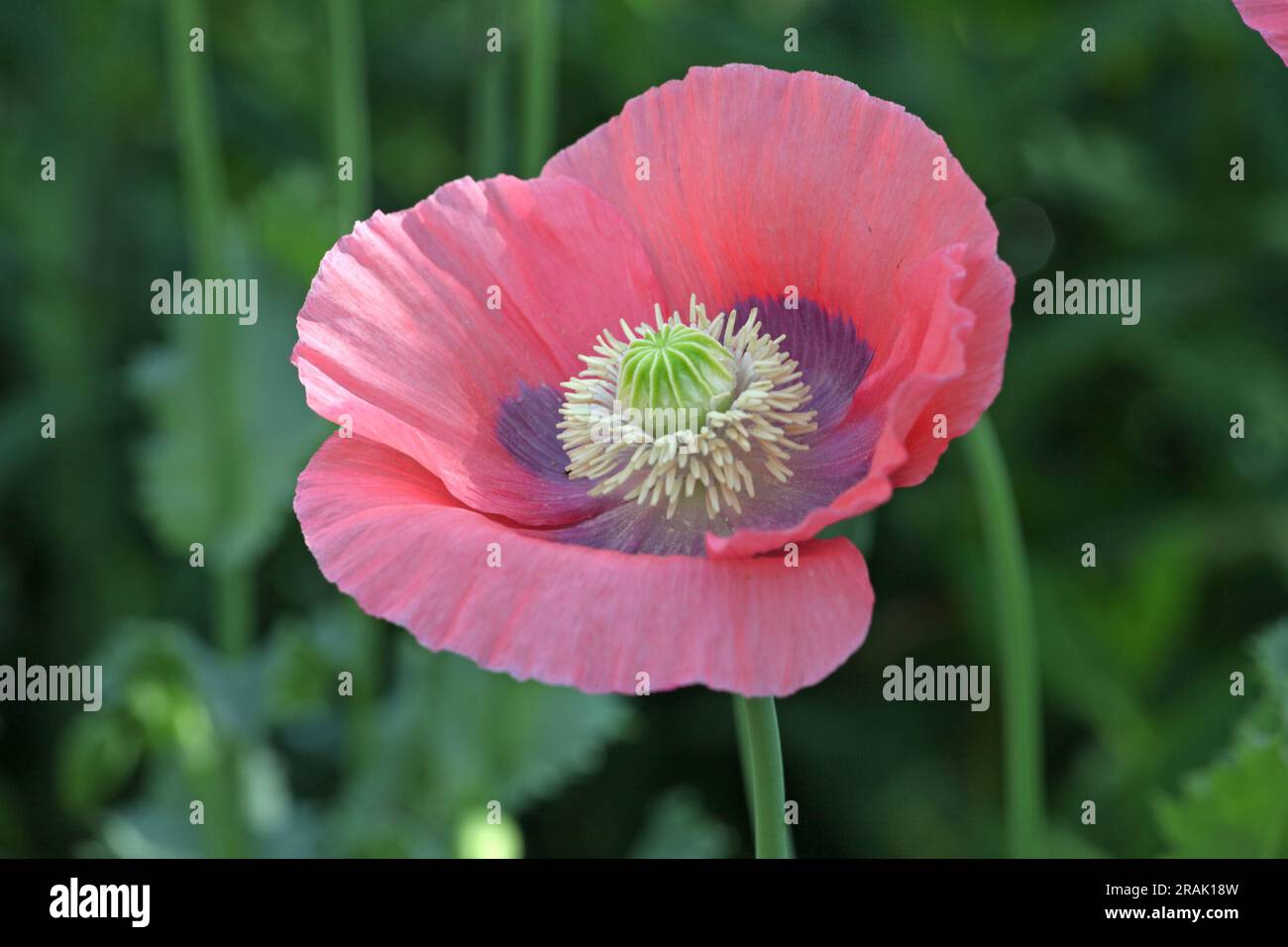Bloom large pink poppy flower hi-res stock photography and images - Alamy