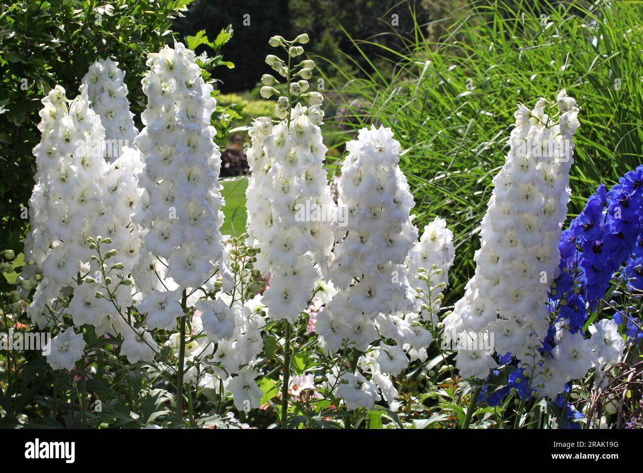 Delphiniums summer close up hi-res stock photography and images - Alamy