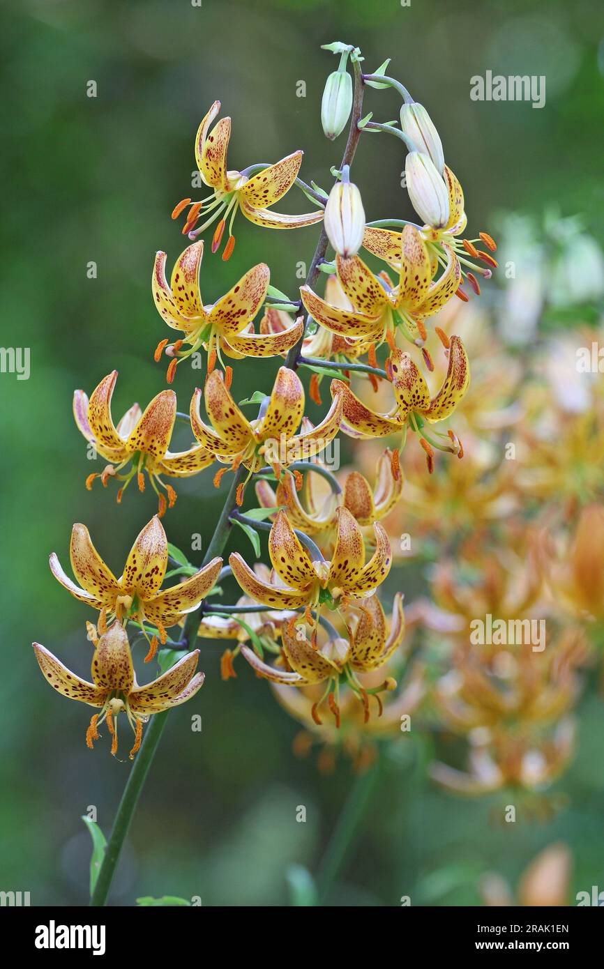 Yellow turks cap lilies hi-res stock photography and images - Alamy