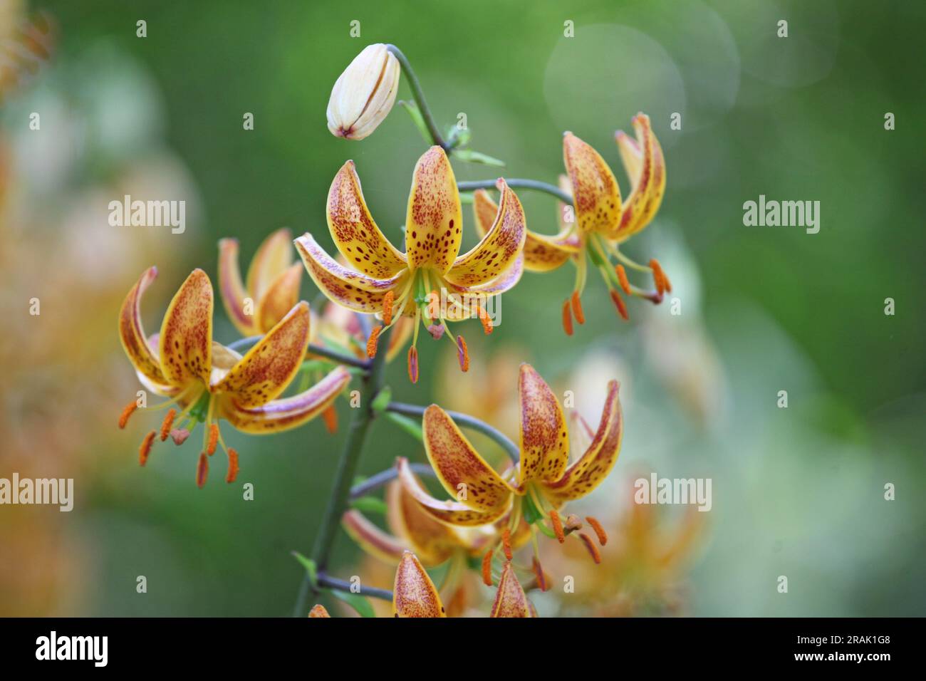 Yellow turks cap lilies hi-res stock photography and images - Alamy
