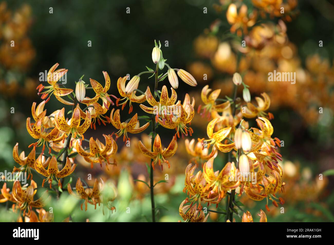Japanese turk's cap lily in flower Stock Photo - Alamy