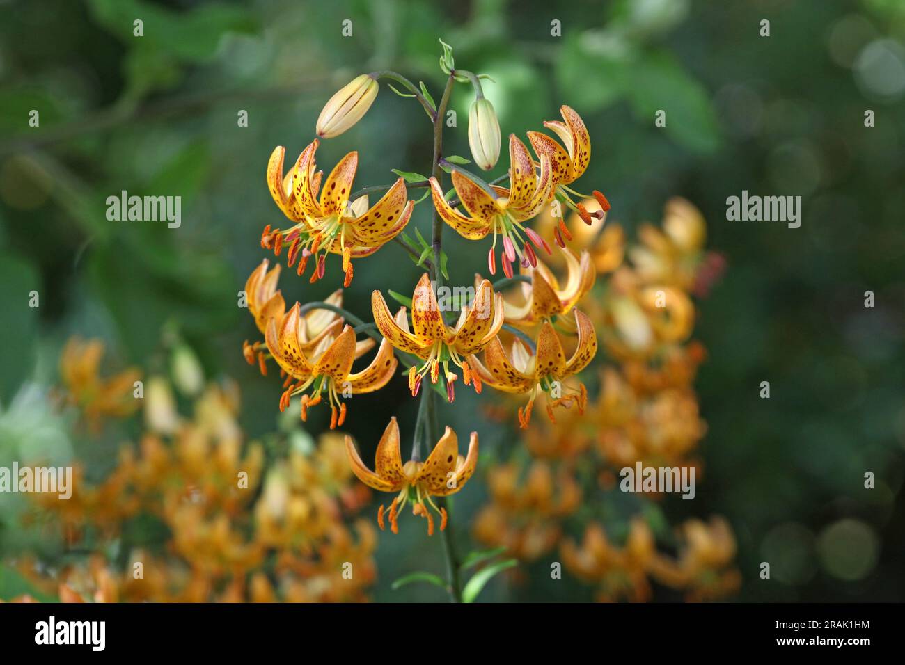 Japanese turk's cap lily in flower Stock Photo - Alamy