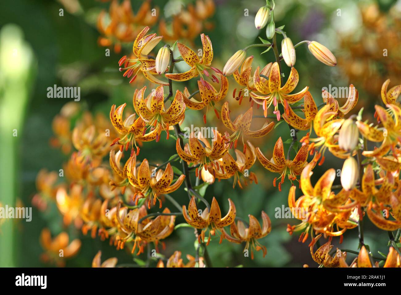 Japanese turk's cap lily in flower Stock Photo - Alamy