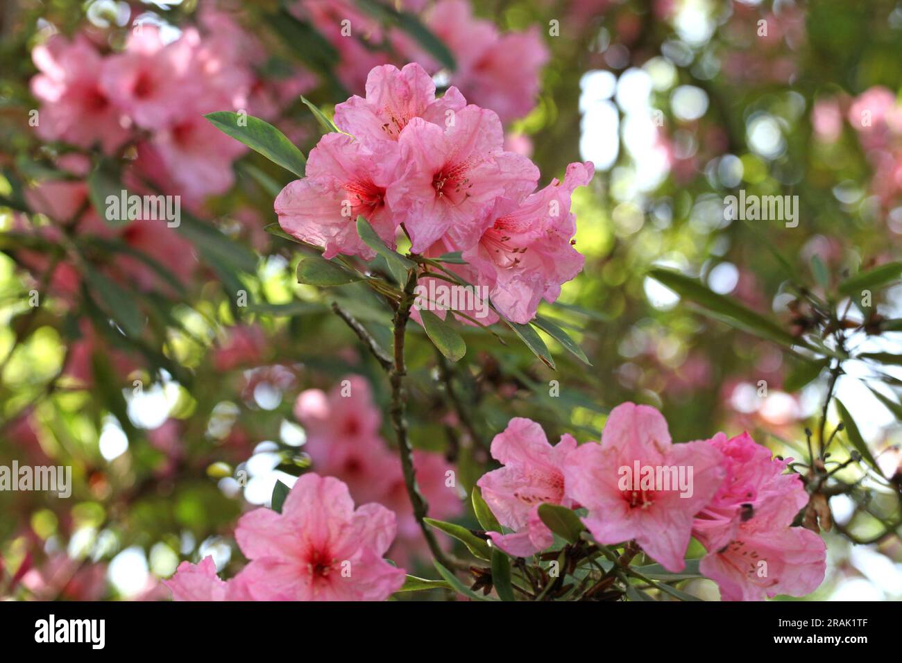 Rhododendron pink pearl hi-res stock photography and images - Alamy