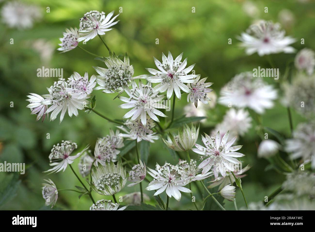 White Greater masterwort in flower Stock Photo - Alamy