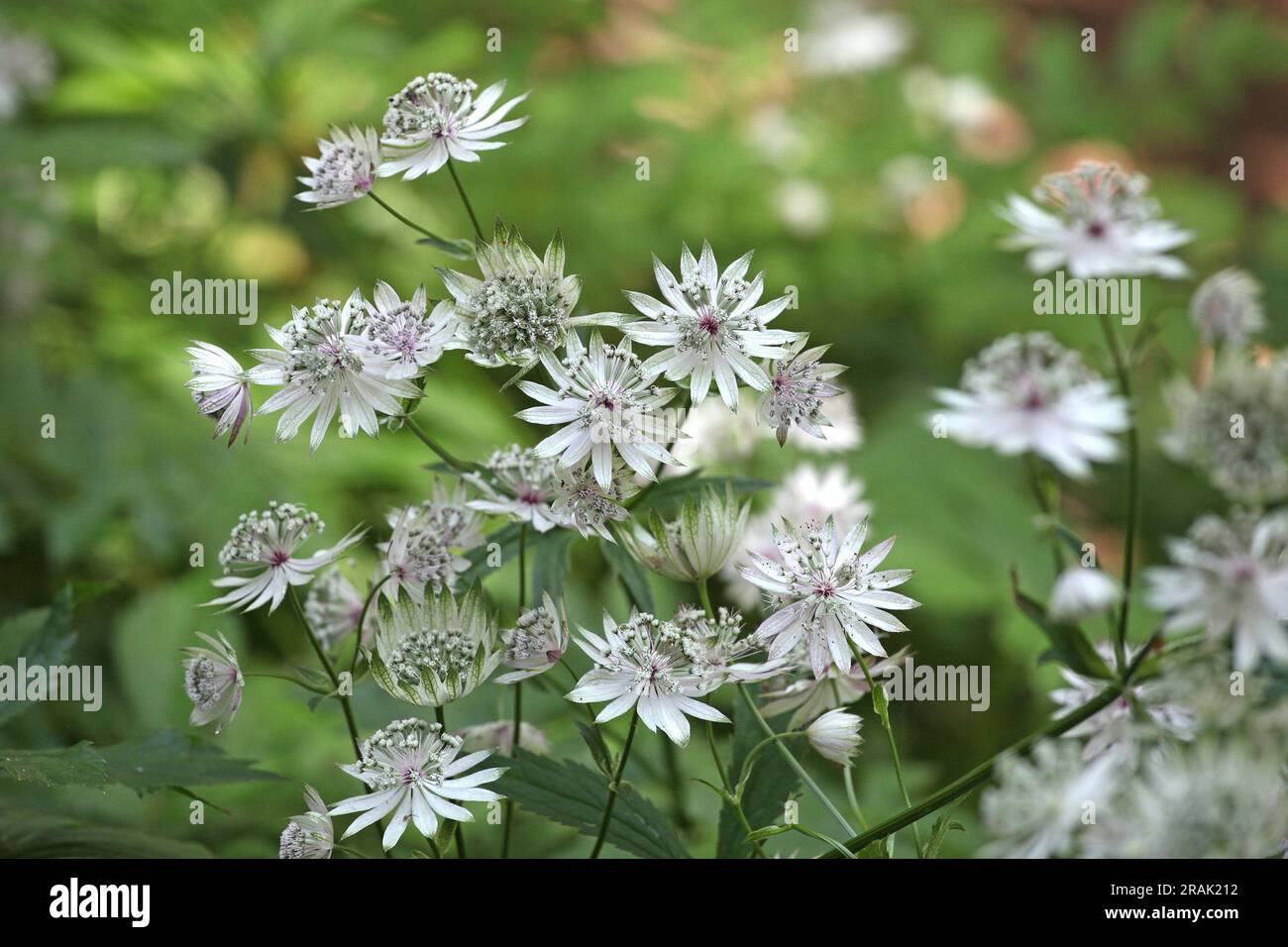 Greater masterwort astrantia major hi-res stock photography and images ...