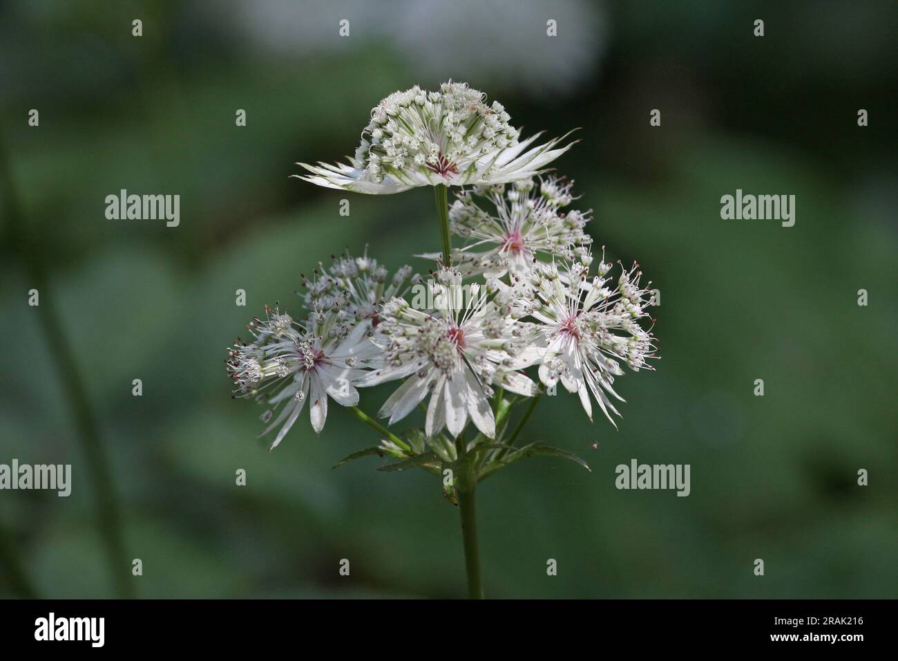 Greater masterwort astrantia major hi-res stock photography and images ...