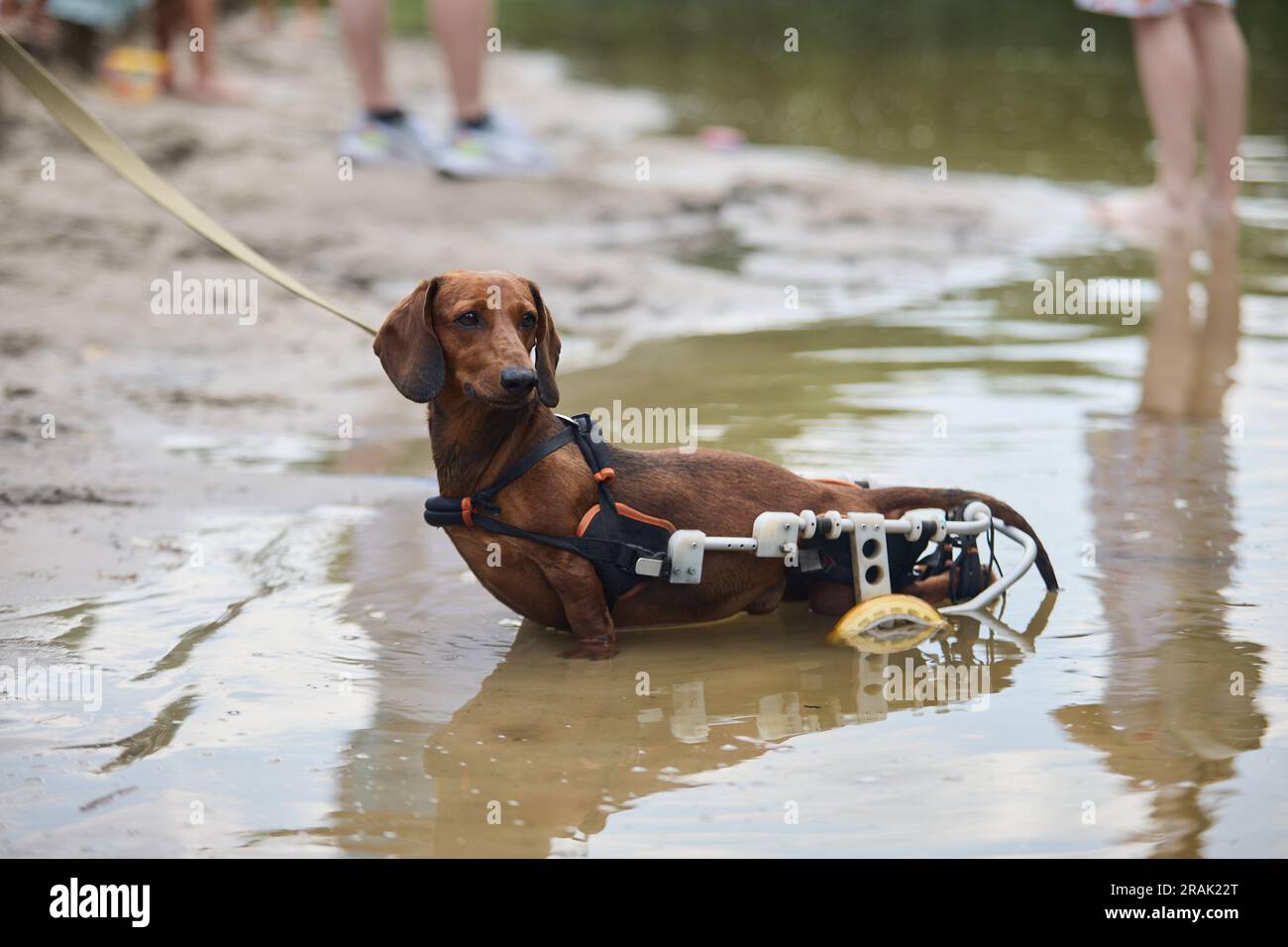 Active disabled pet in a wheelchair standing in water on a beach ...