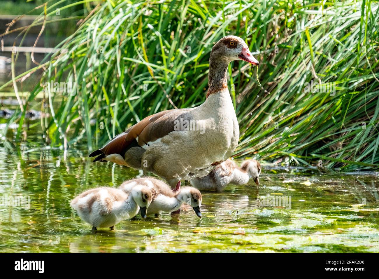 London- An Egyptian goose and chicks in Pitsanger Park- Ealing Stock ...