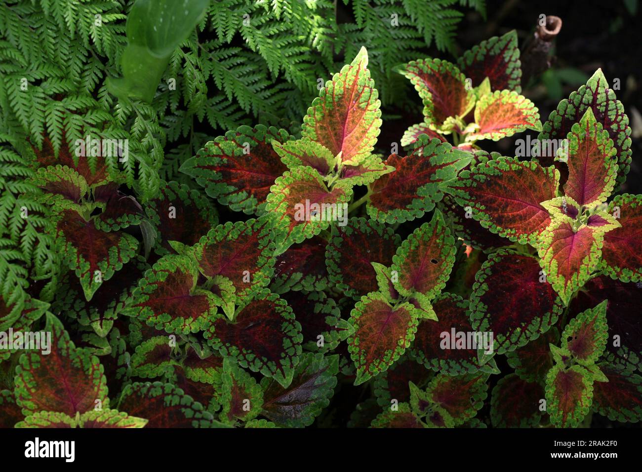 The crimson and lime coloured leaves of the Coleus Solenostemon Red ...