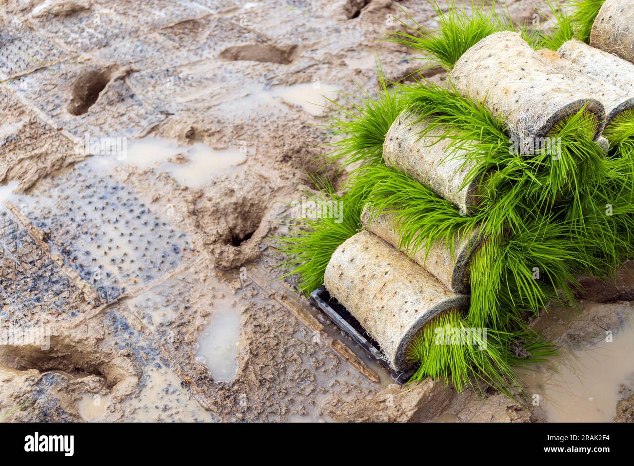 the latest advancements in rice planting machines and agricultural ...