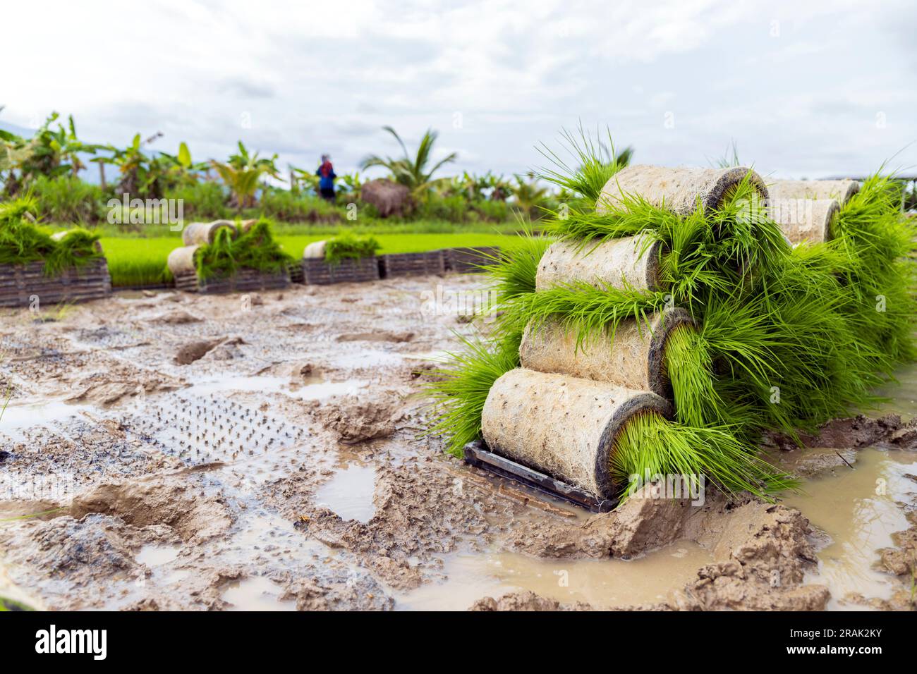 the latest advancements in rice planting machines and agricultural ...