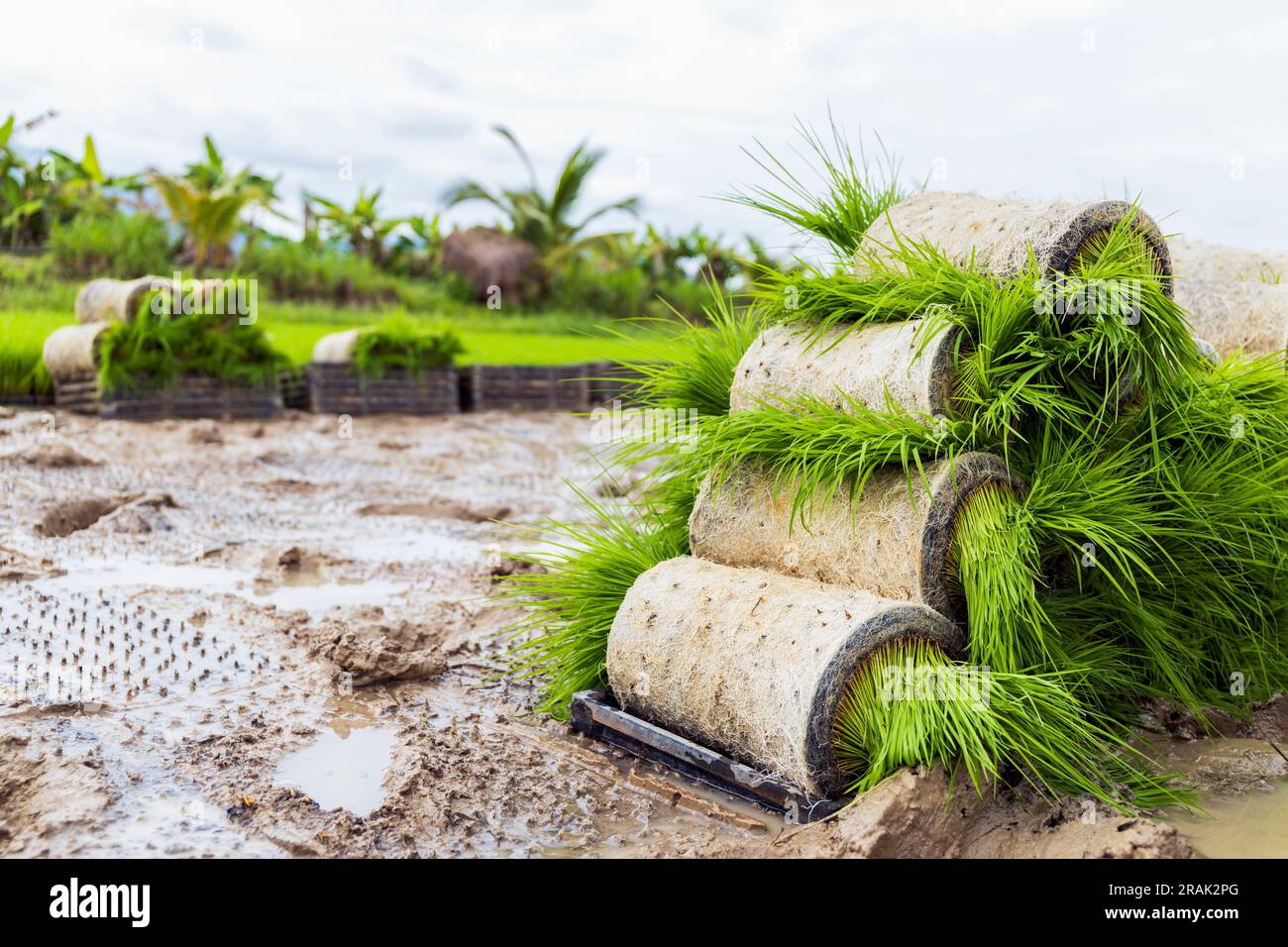 the latest advancements in rice planting machines and agricultural ...