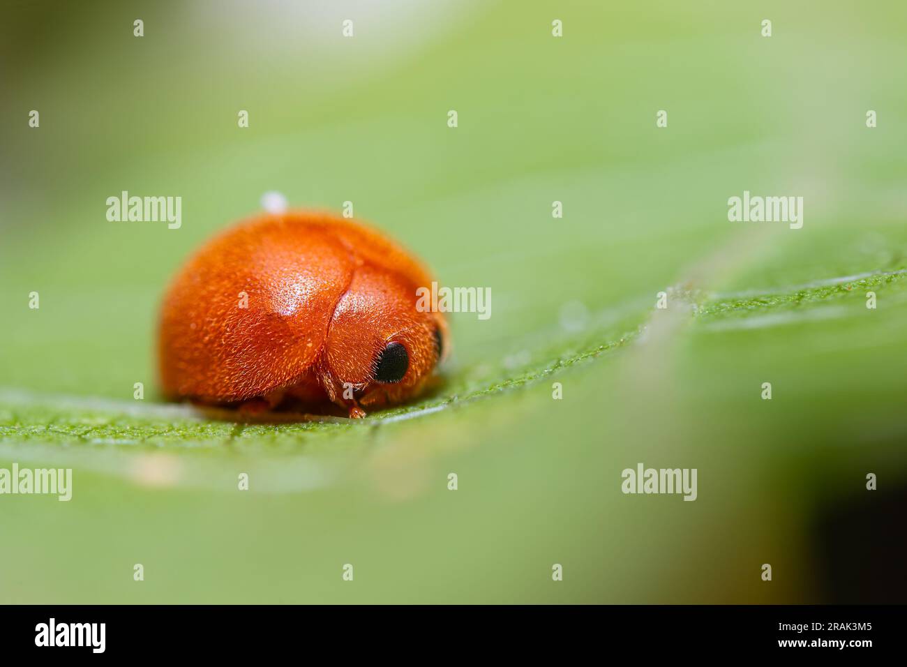Cute tiny orange ladybugs on green leaf Stock Photo - Alamy