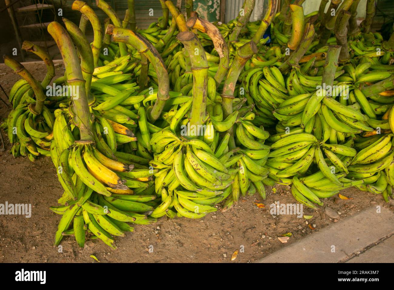 Variety of Peruvian banana from the Peruvian jungle area in the Amazon ...