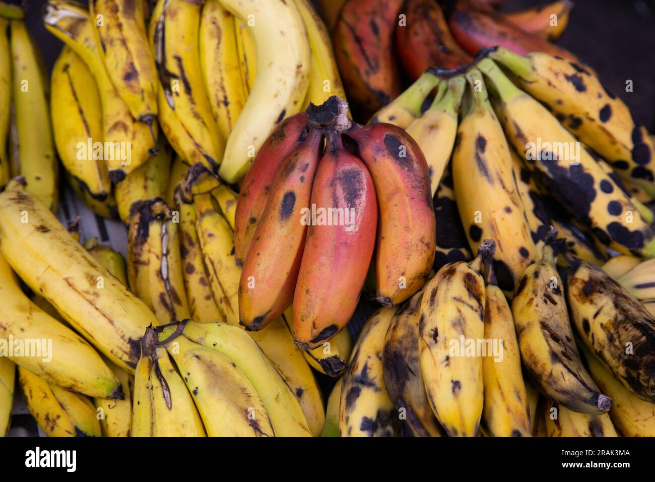 Variety of Peruvian banana from the Peruvian jungle area in the Amazon ...