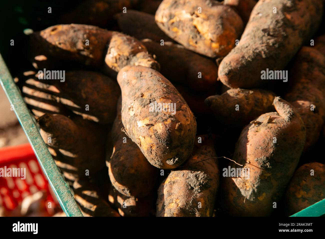 Variety of Peruvian tubers from the Peruvian jungle area in the Amazon ...