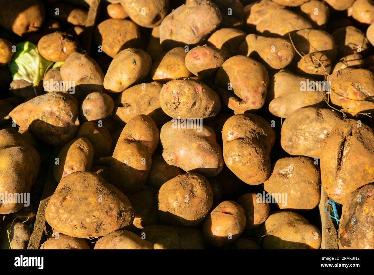 Variety of Peruvian tubers from the Peruvian jungle area in the Amazon ...
