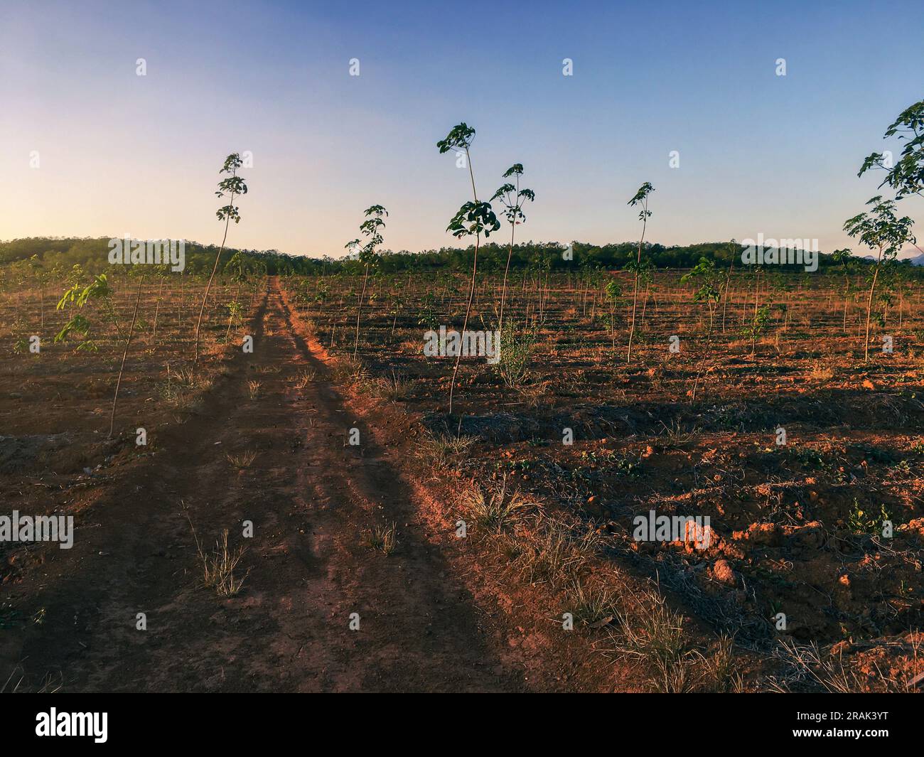 Rubber tree, latex rubber plantation and tree rubber in sky sunset ...