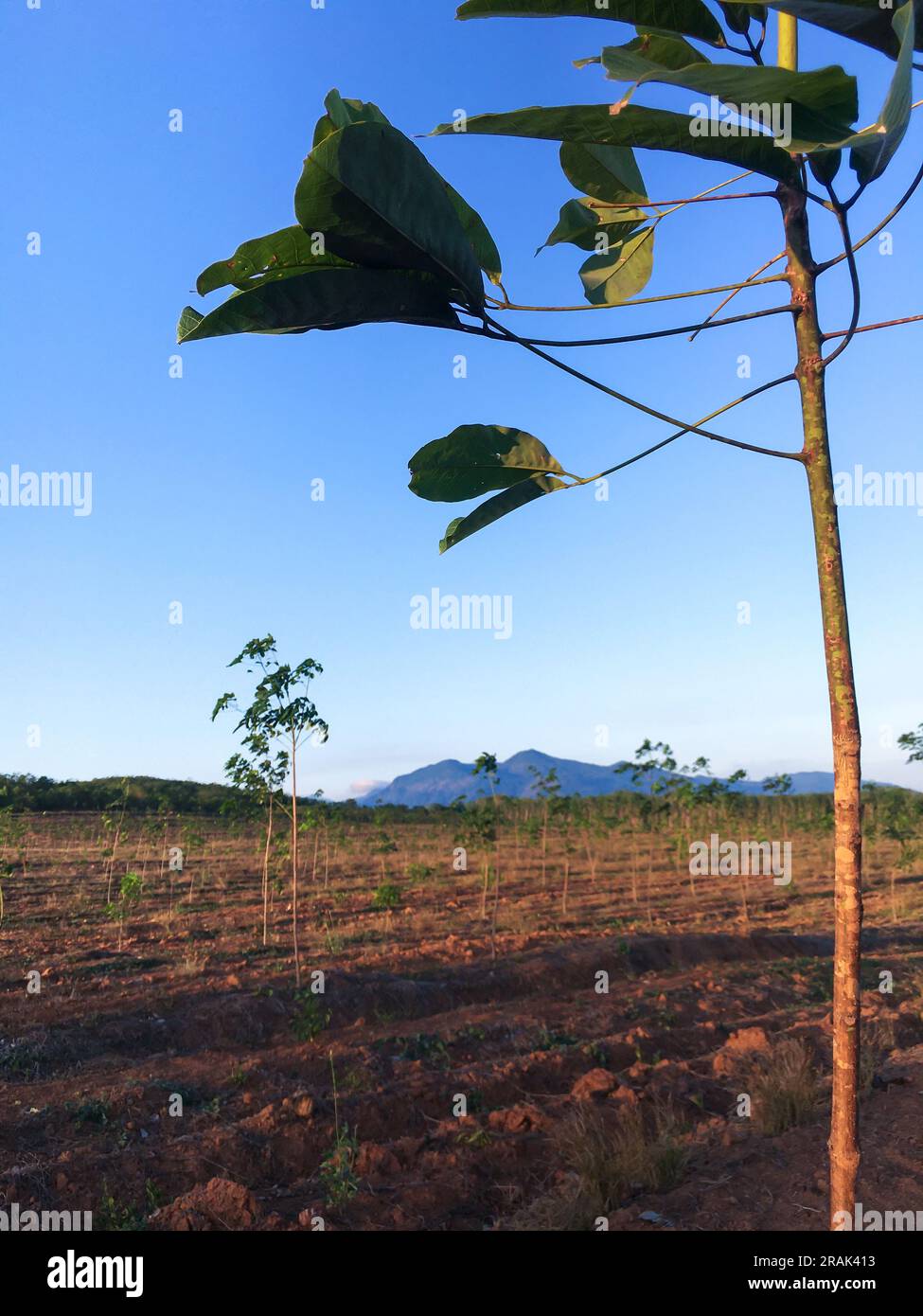 Rubber tree, latex rubber plantation and tree rubber in sky sunset ...