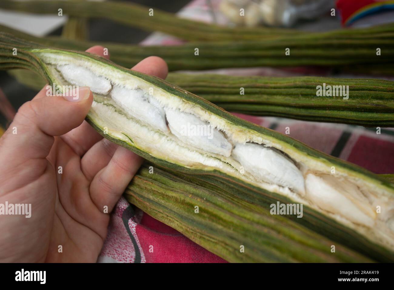 Guama Fruit. Its fruit comes in a generally thick pod, inside are its ...